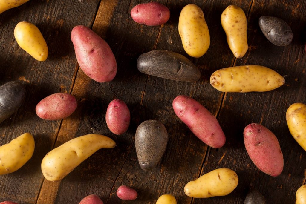 Rebel Canning: Is Dry Canning Potatoes Safe?