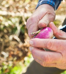 Pressure Canning Turnips Guide and Facts